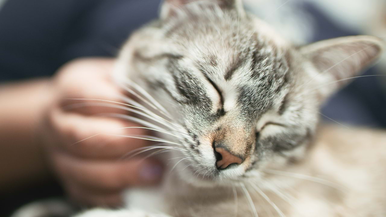 Saiba o que significa o ronronar dos gatos